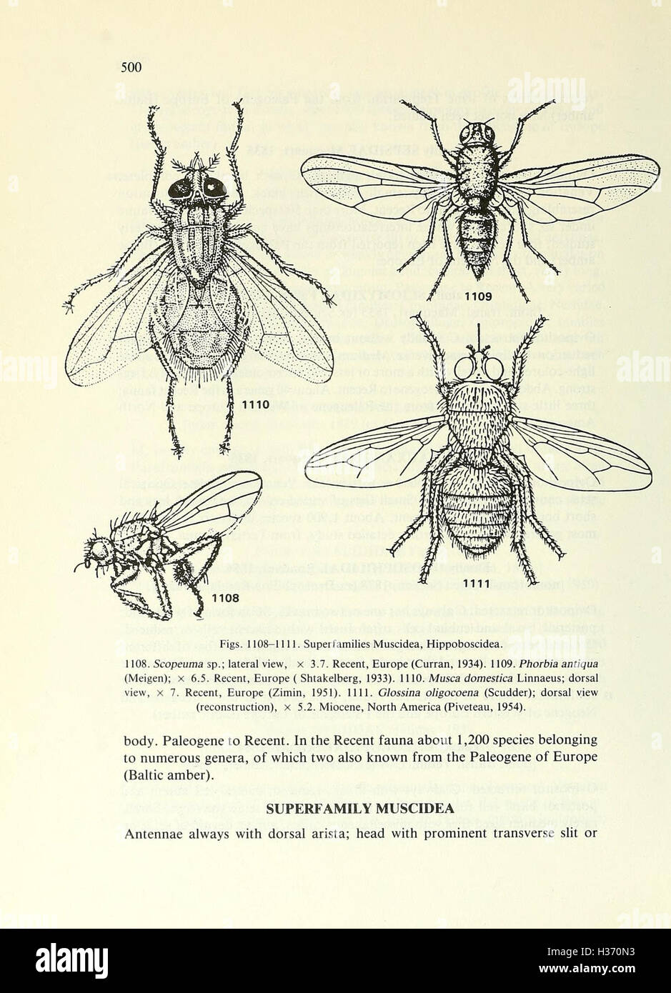 An introduction to the basics of paleontology, covering key concepts ...