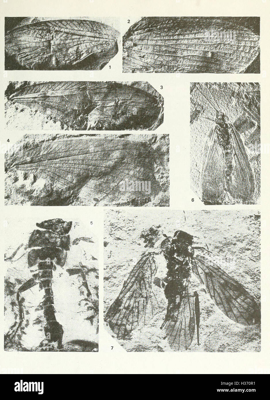 An introduction to the key principles of paleontology, focusing on ...