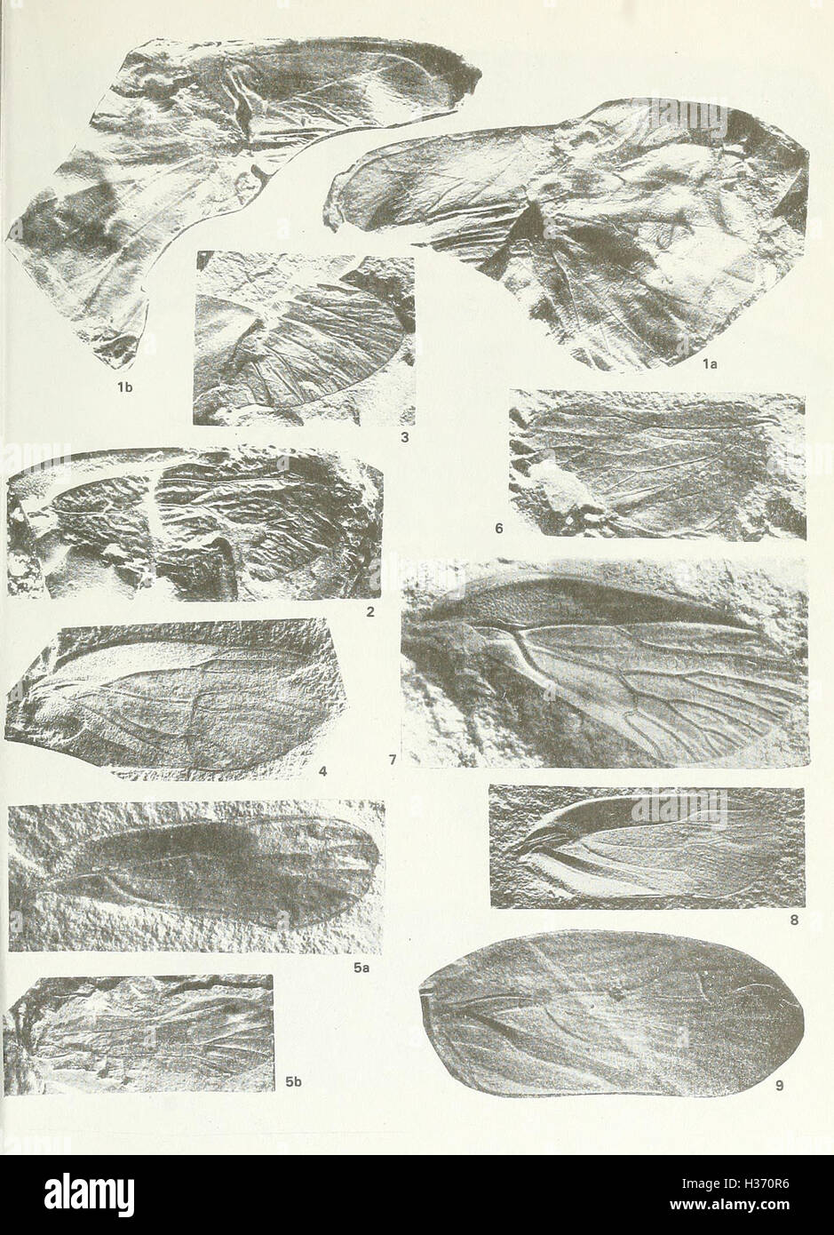 An introduction to the principles and methods of paleontology, covering ...