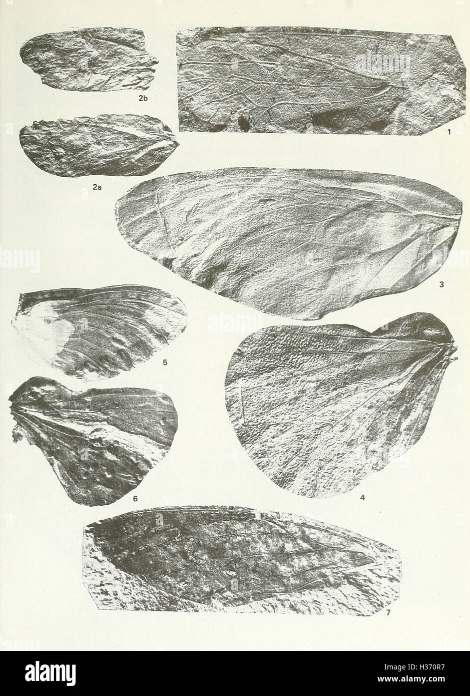 Understanding evolutionary history hi-res stock photography and images ...