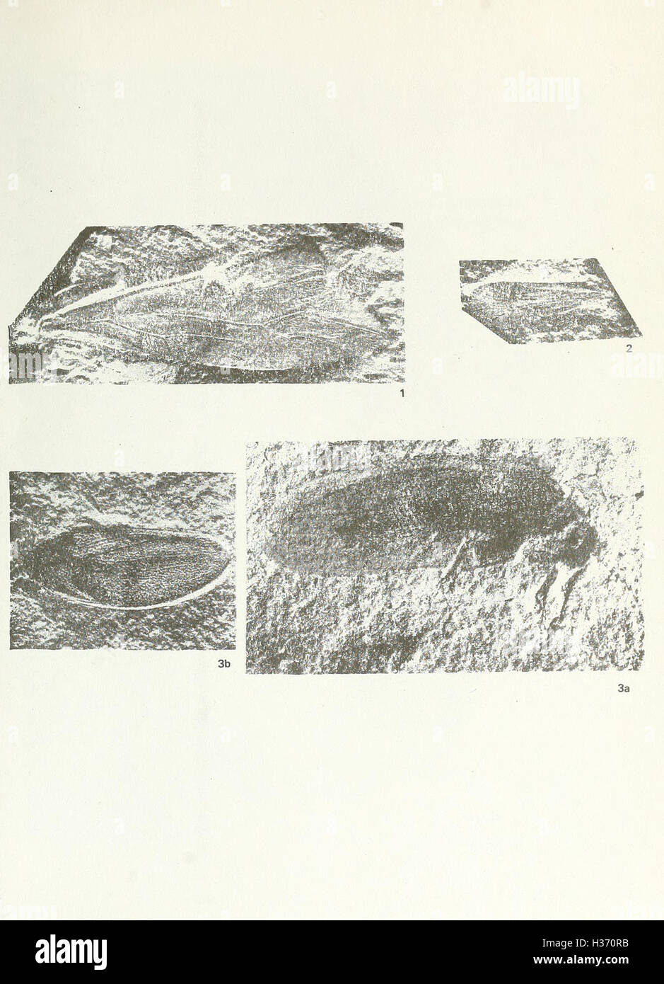 This work covers the key concepts of paleontology, including the study ...