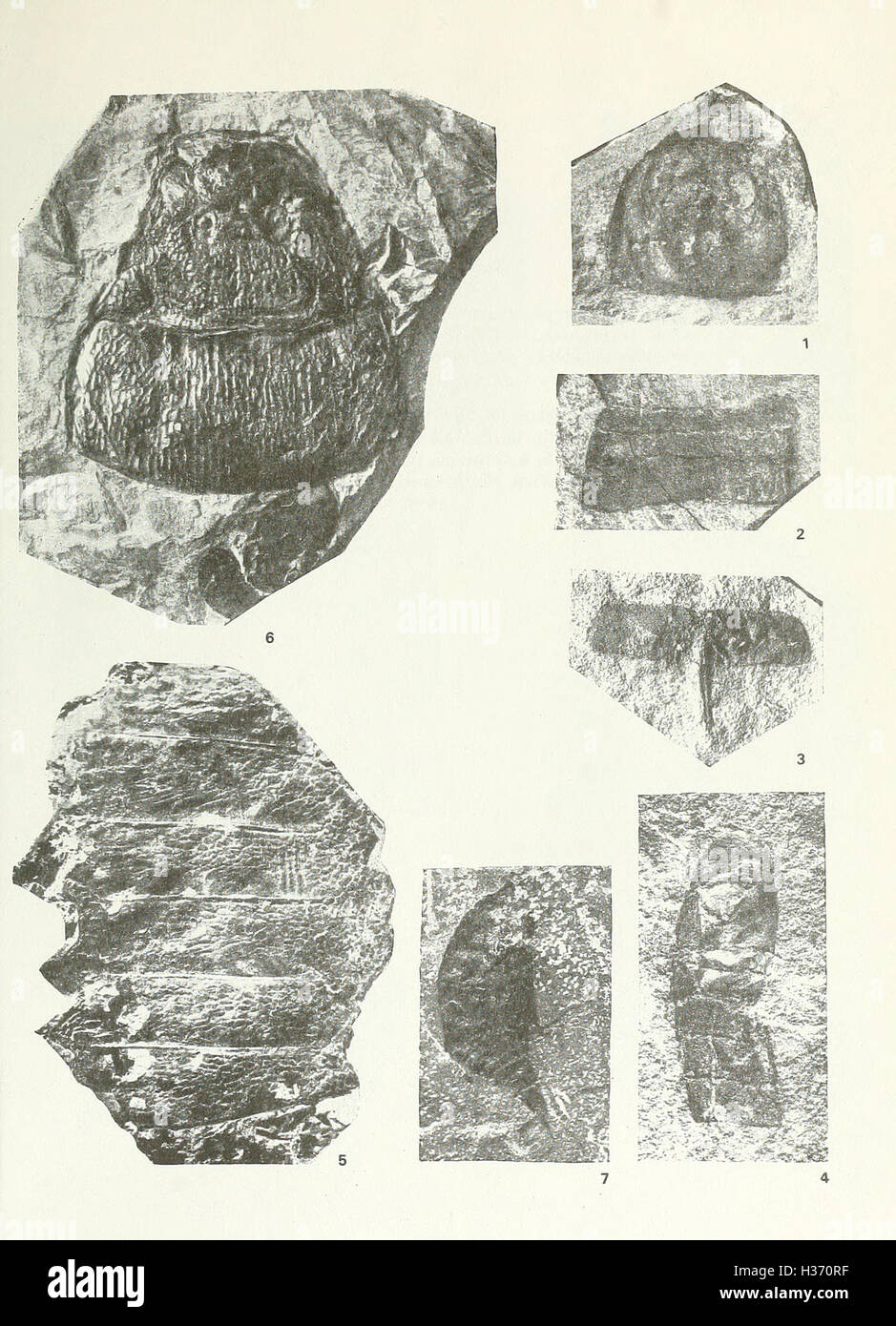 Fossil identification hi-res stock photography and images - Alamy