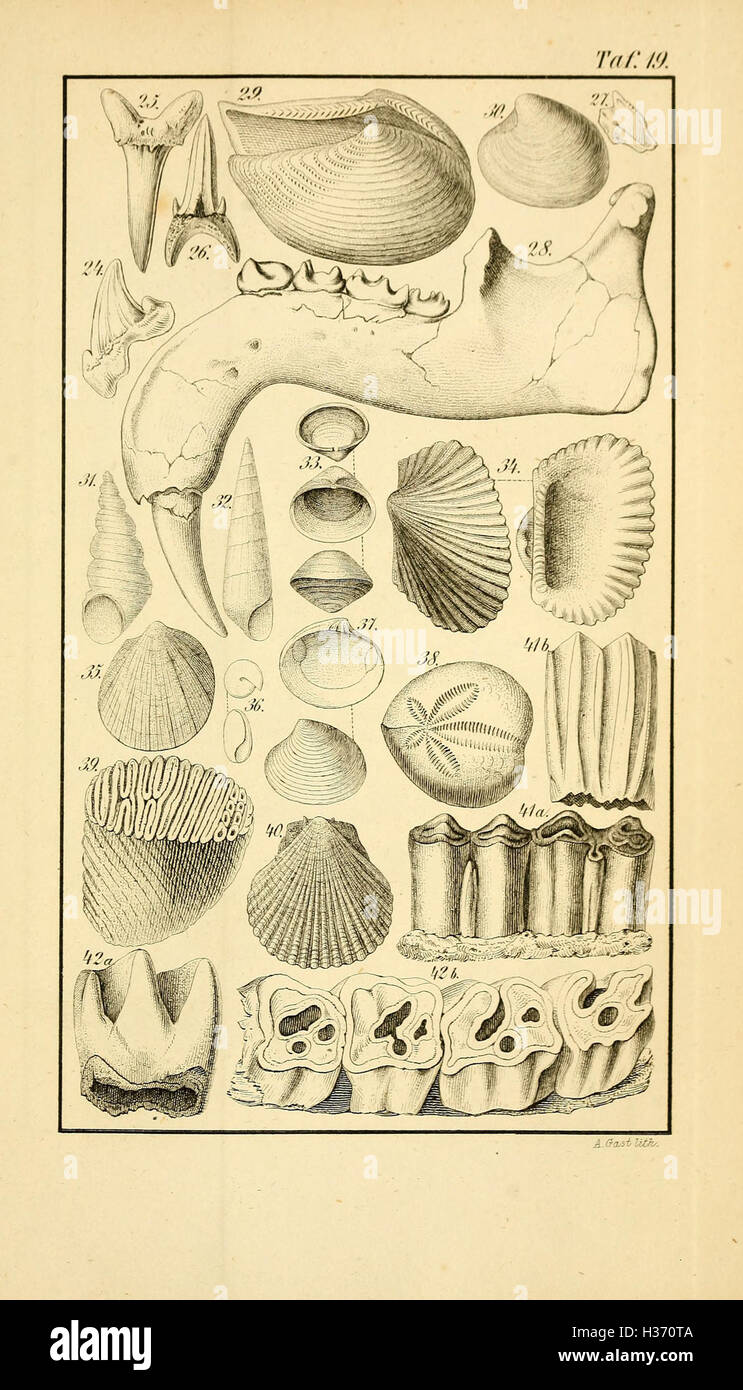 This work focuses on the migratory behavior of the German Earthworm ...