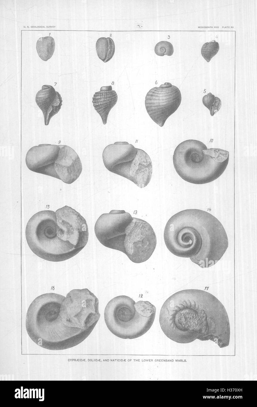 Fossil gastropoda Black and White Stock Photos & Images - Alamy