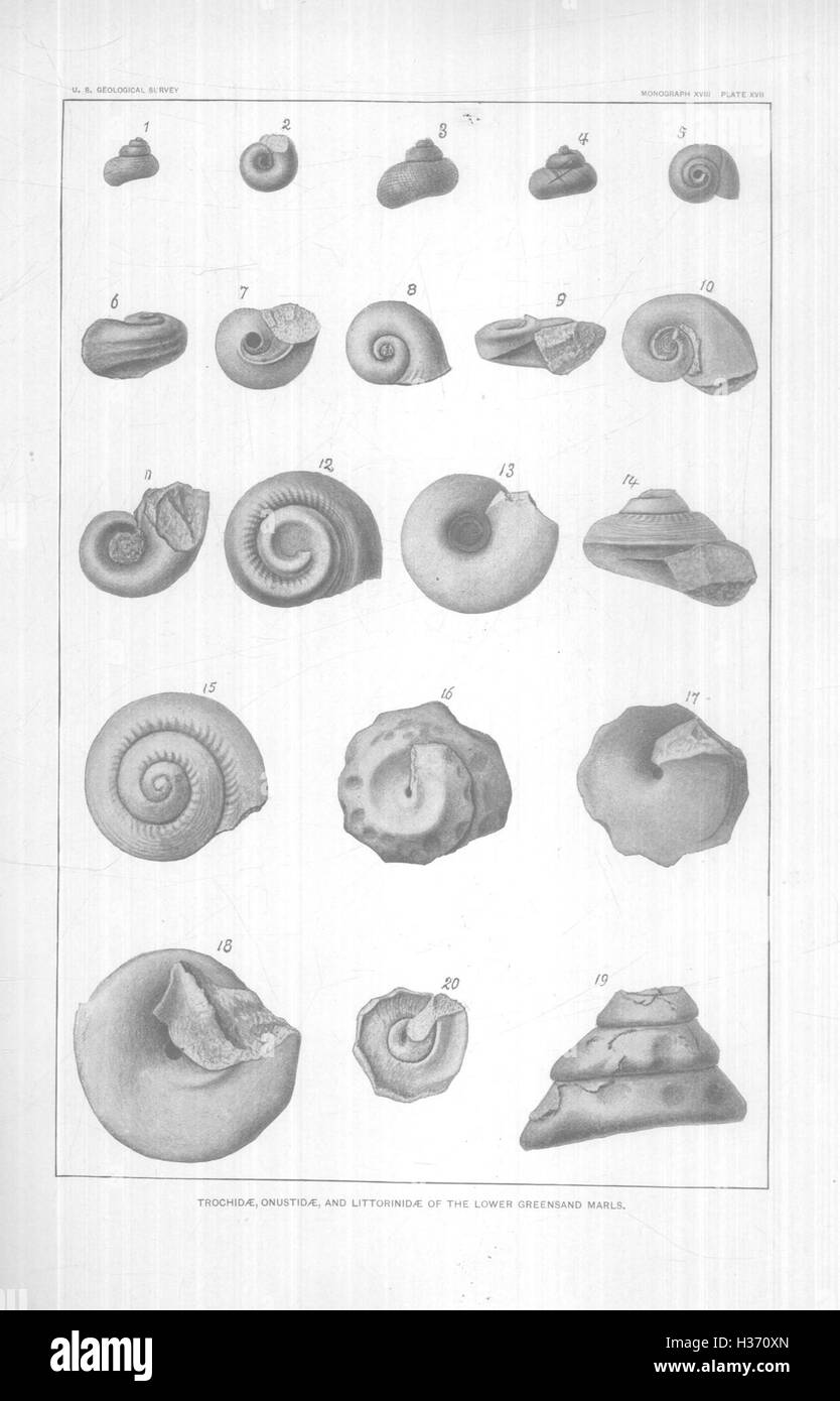 This study focuses on the gastropod and cephalopod species found in the ...