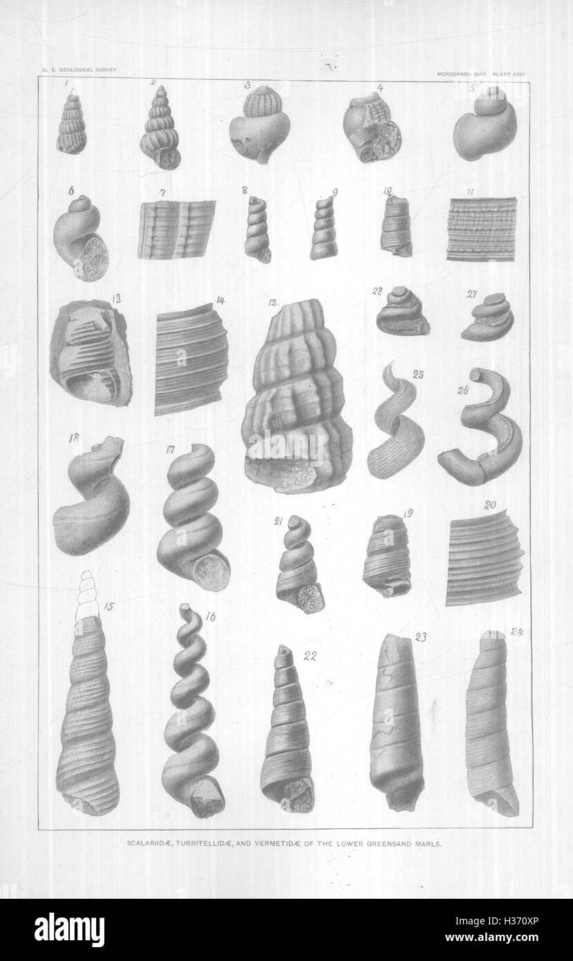 Various gastropod shell forms hi-res stock photography and images - Alamy
