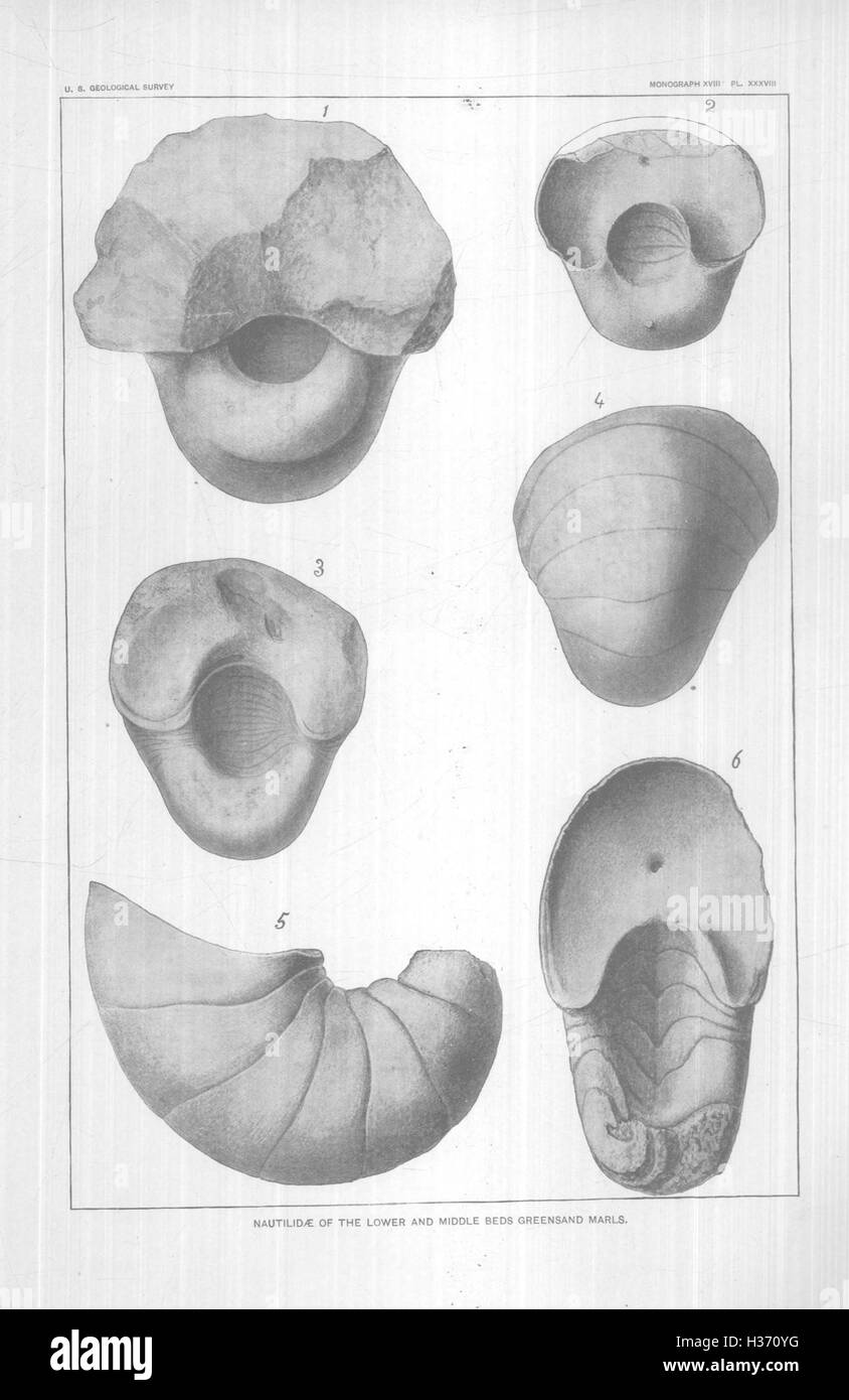 Extinct cephalopod Black and White Stock Photos & Images - Alamy