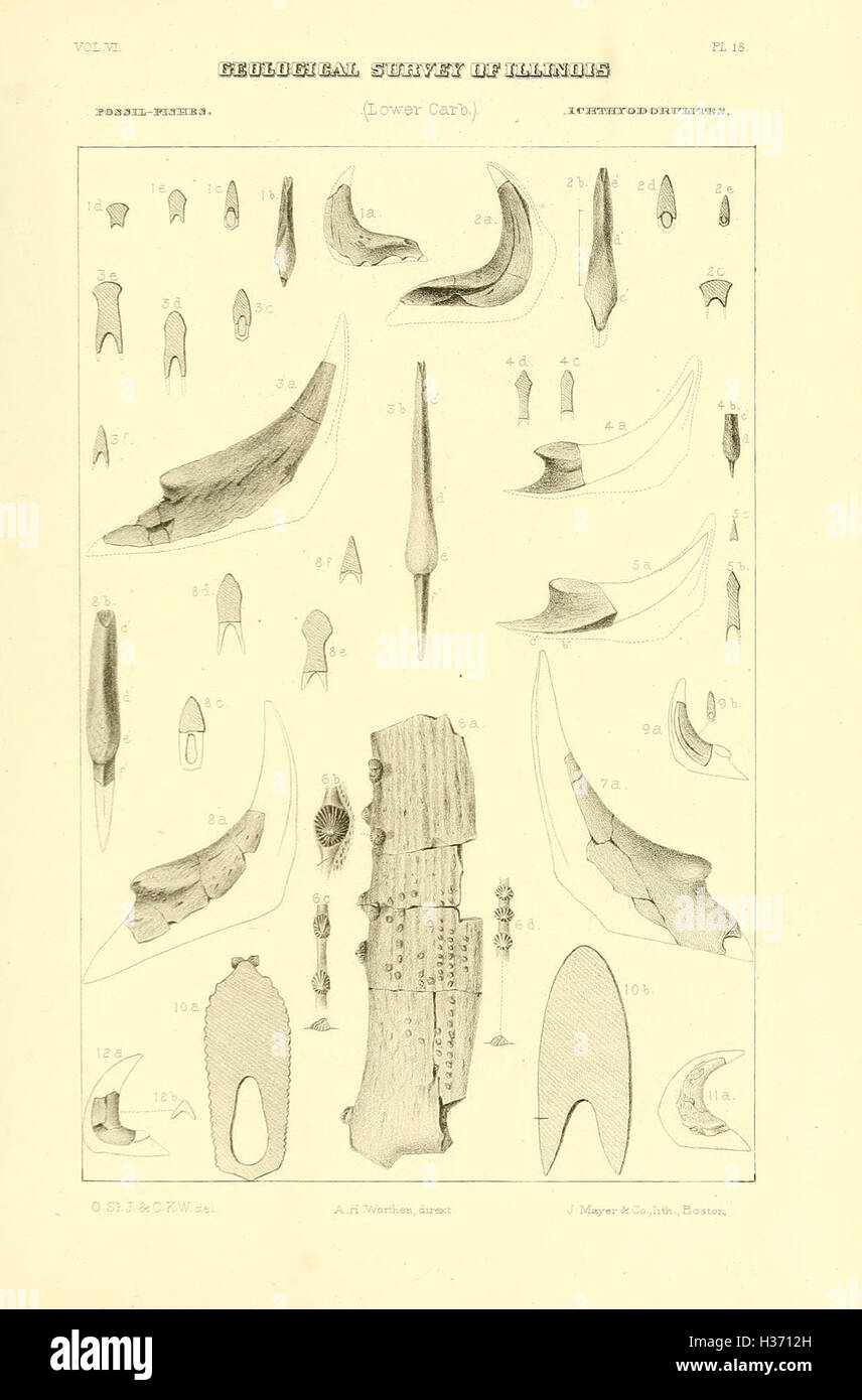This survey documents the geological features of Illinois, providing ...