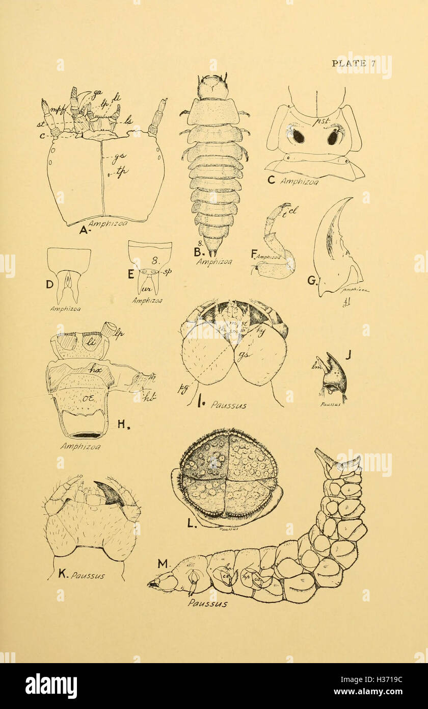 Larval forms hi-res stock photography and images - Alamy