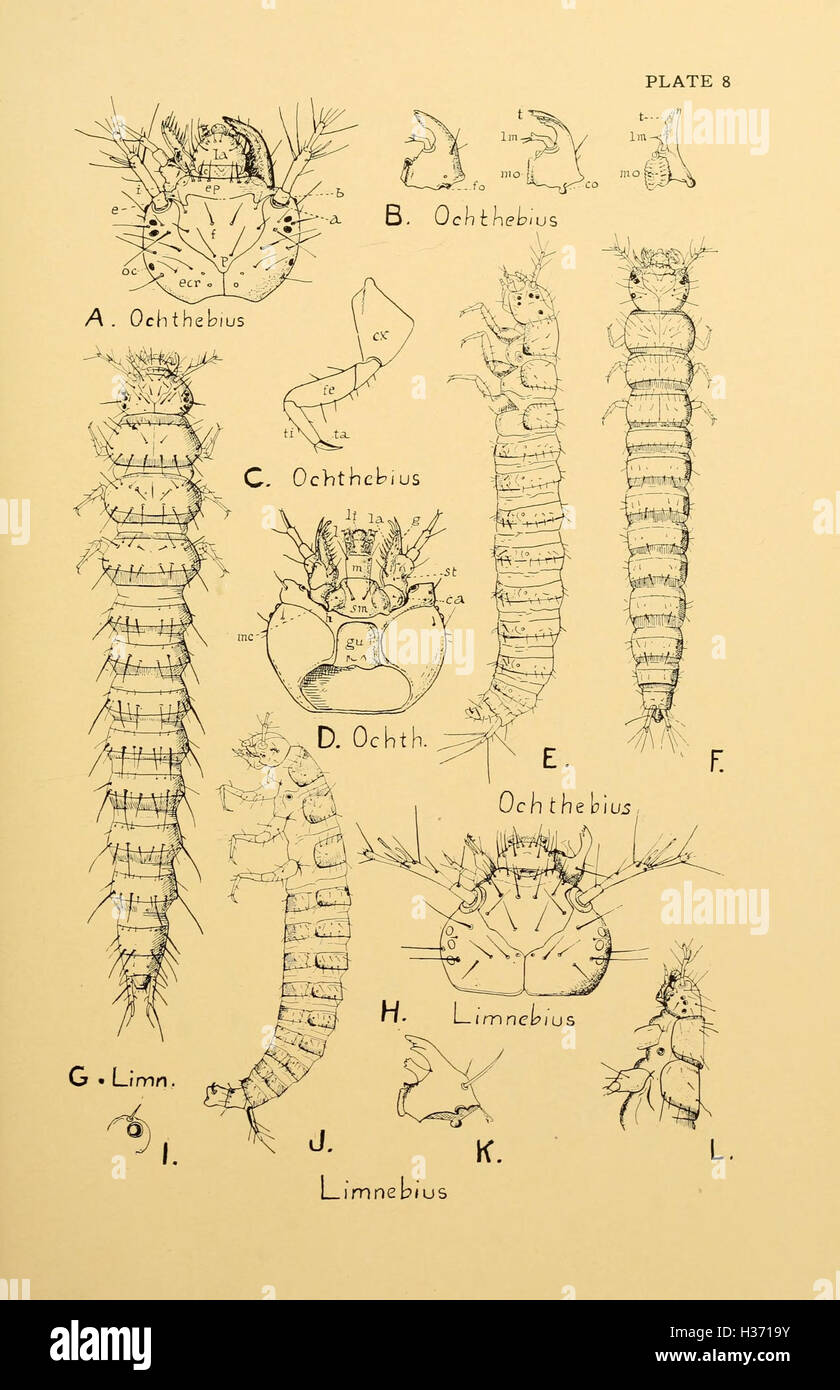 This work offers an illustrated guide to the larval forms of Coleoptera ...