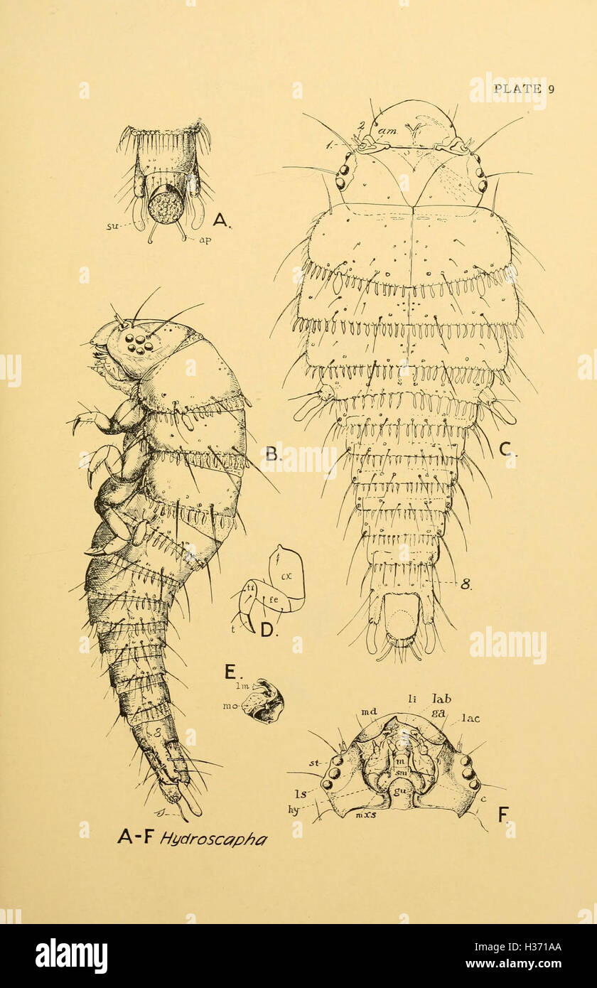 This illustrated guide to the larval forms of Coleoptera provides ...