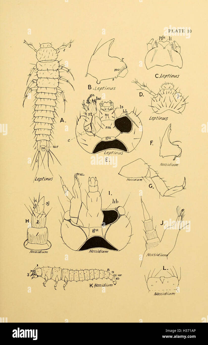 This page provides an illustrated overview of the larval forms of ...