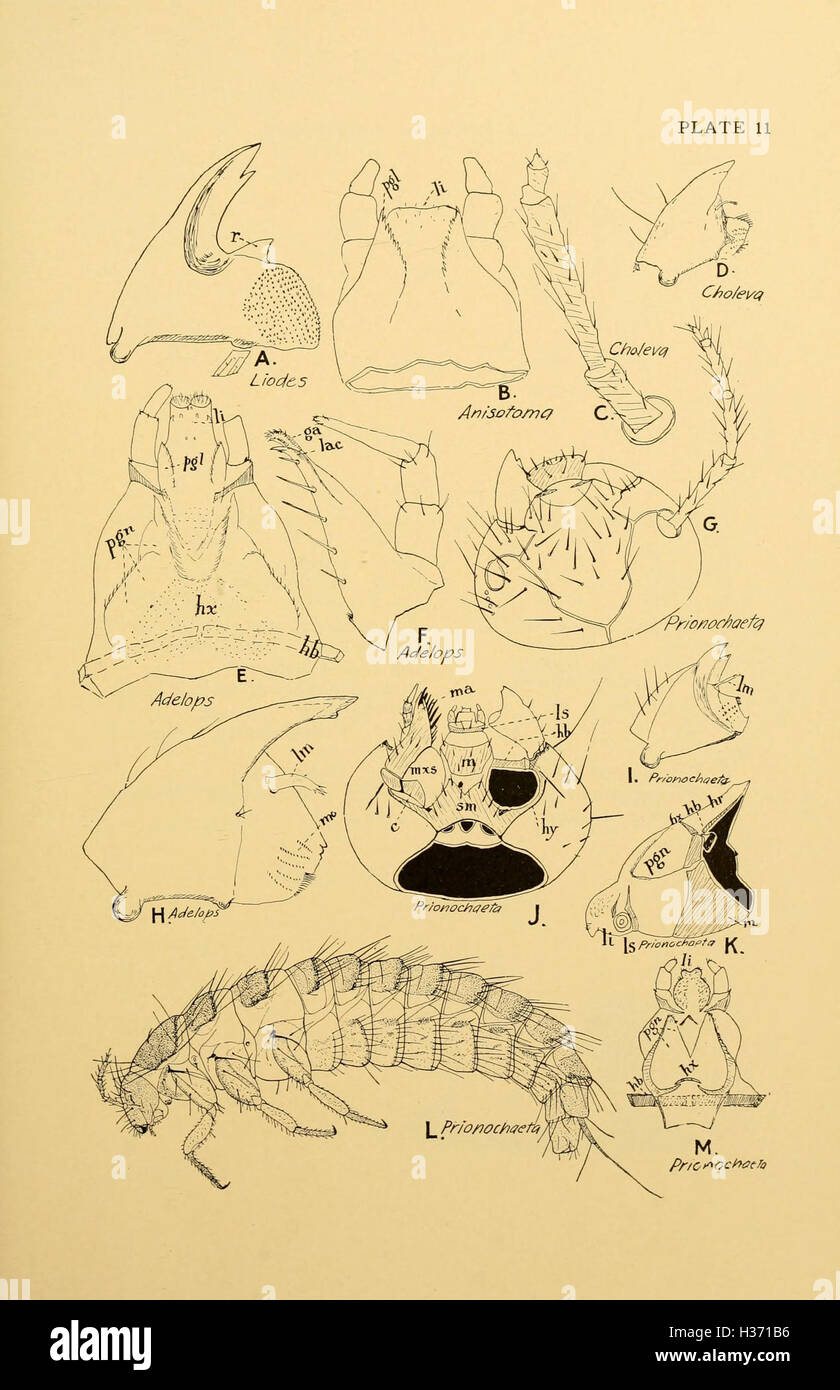 This work presents an illustrated guide to the main larval forms of ...