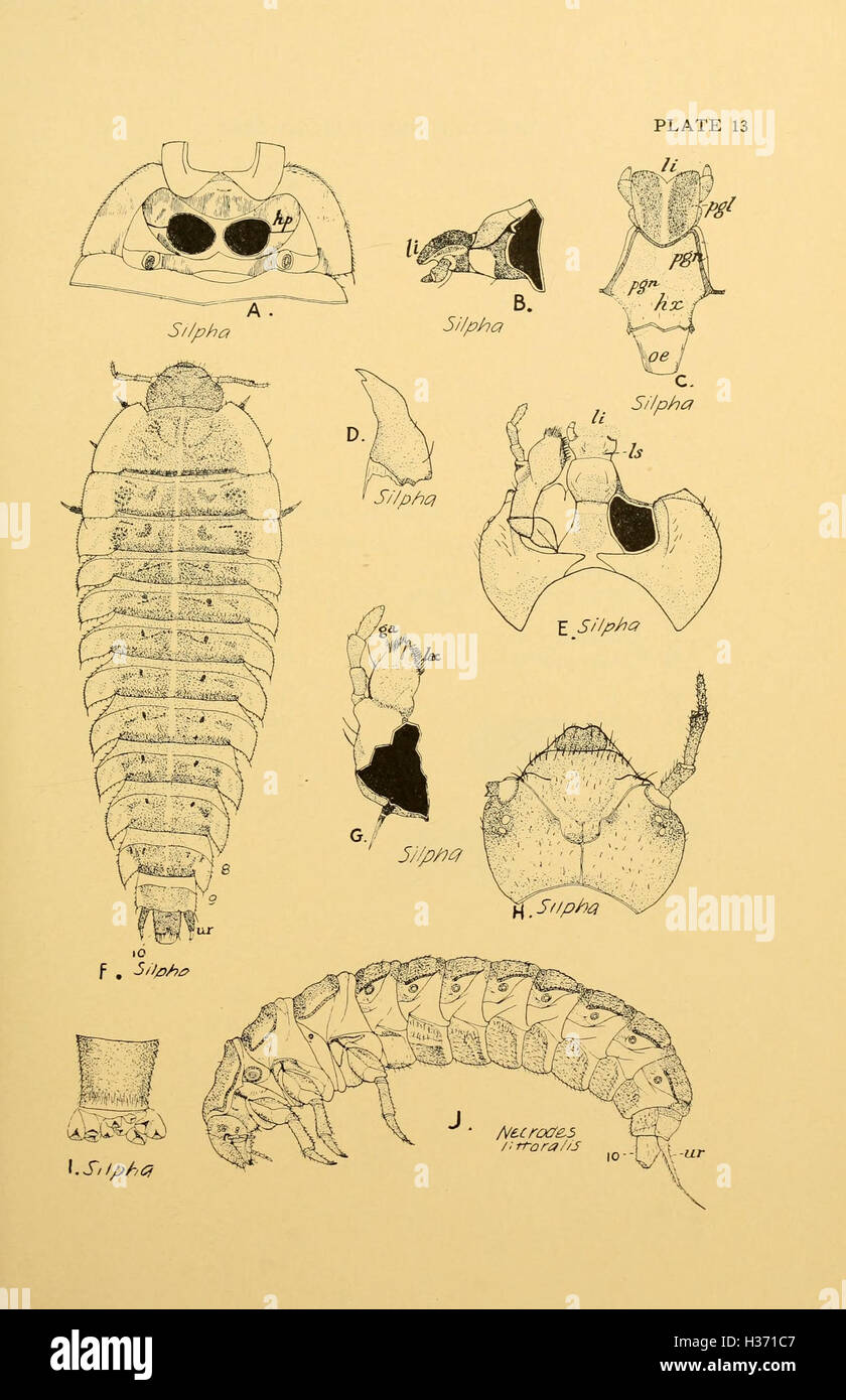 An illustrated guide to the larval stages of Coleoptera species ...