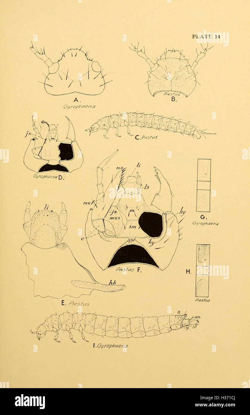 This illustrated guide describes the larval stages of beetles ...