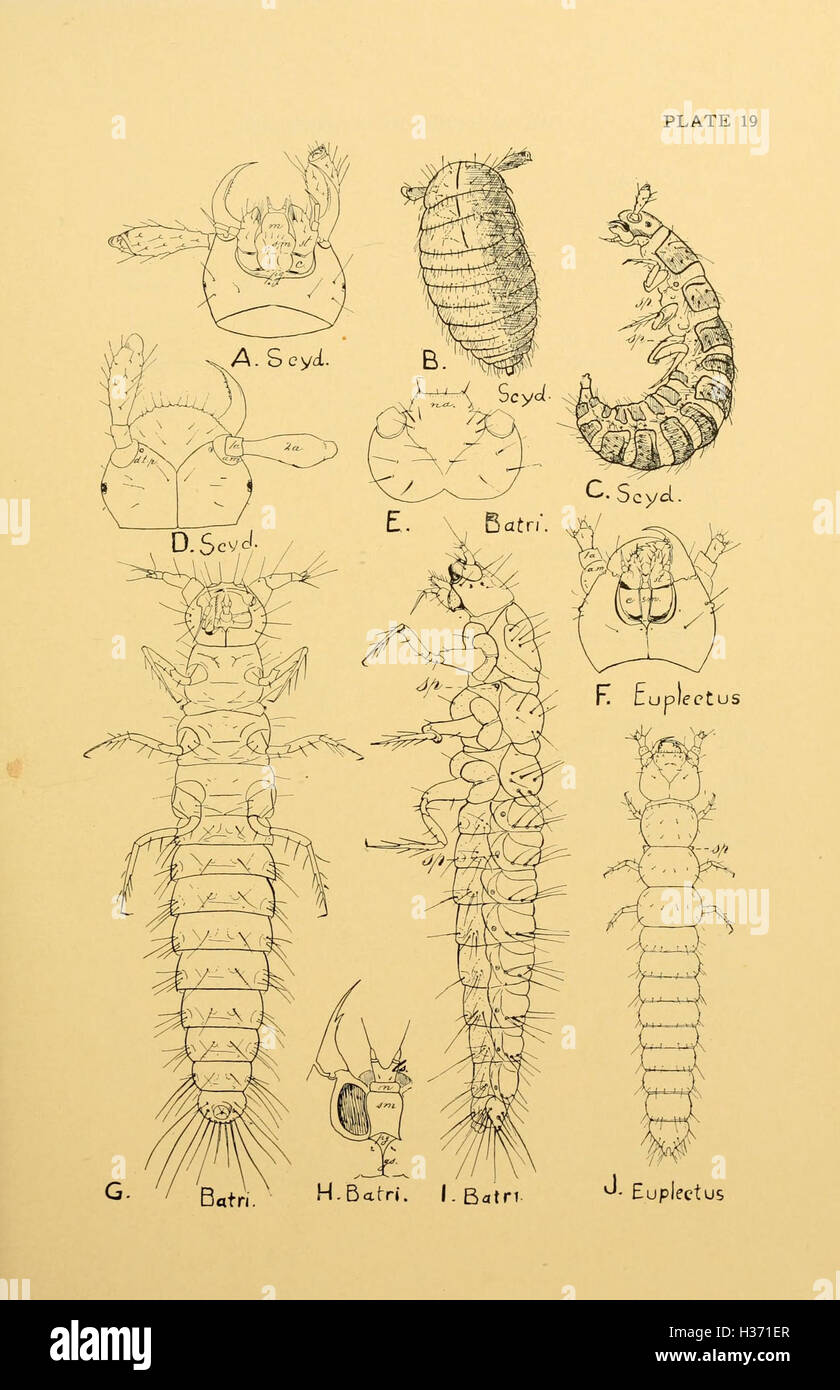 This page provides an illustrated guide to the principal larval forms ...