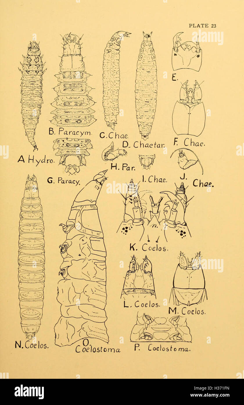 Diversity of larval morphology hi-res stock photography and images - Alamy