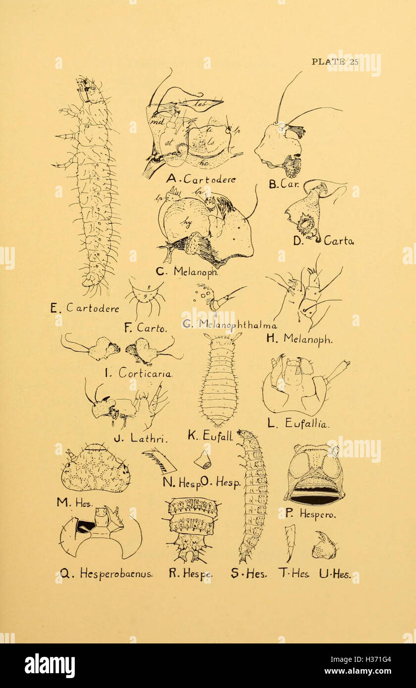 This work provides an illustrated guide to the larval forms of ...