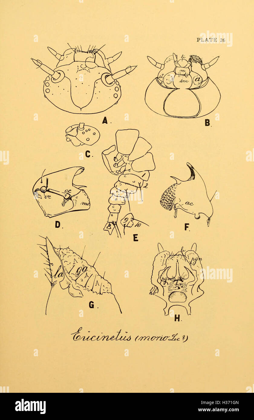This work provides an illustrated overview of the larval stages of ...