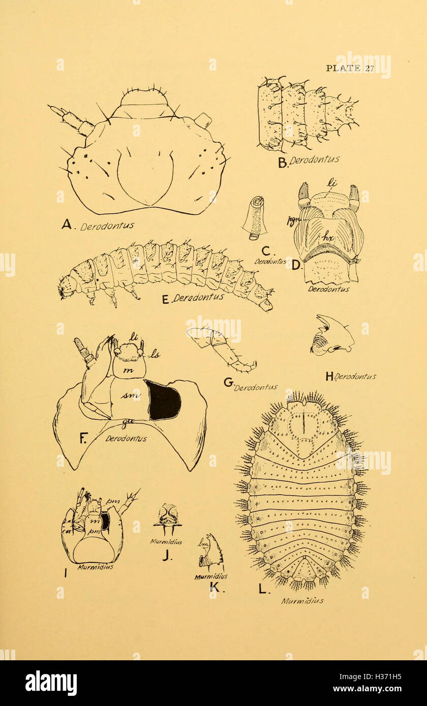 This work provides an illustrated guide to the larval stages of ...