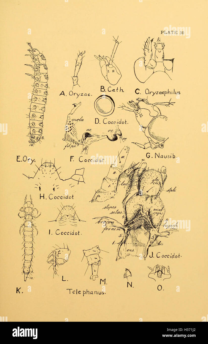 This work provides an illustrated guide to the principal larval forms ...