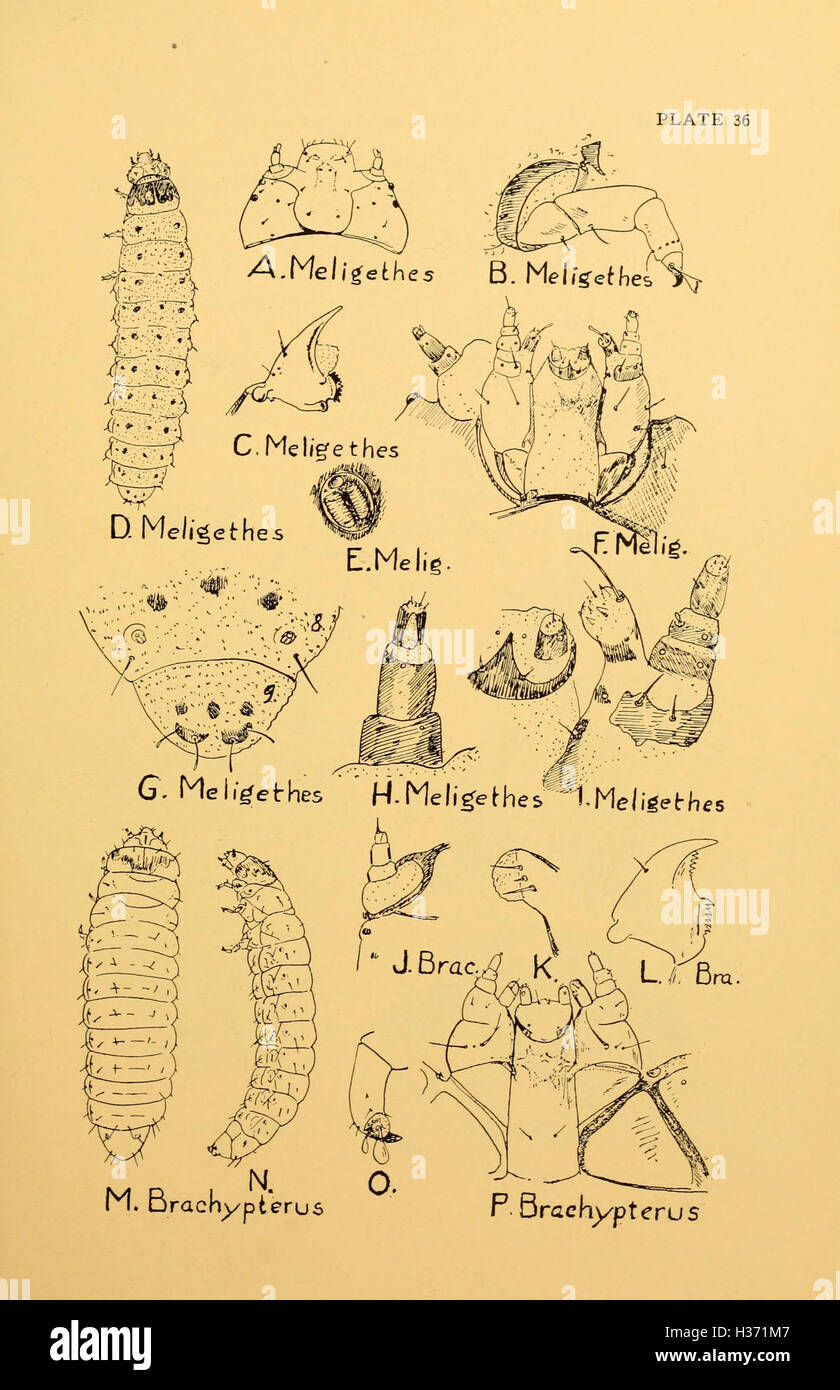 An illustrated synopsis of the principal larval forms of the order ...