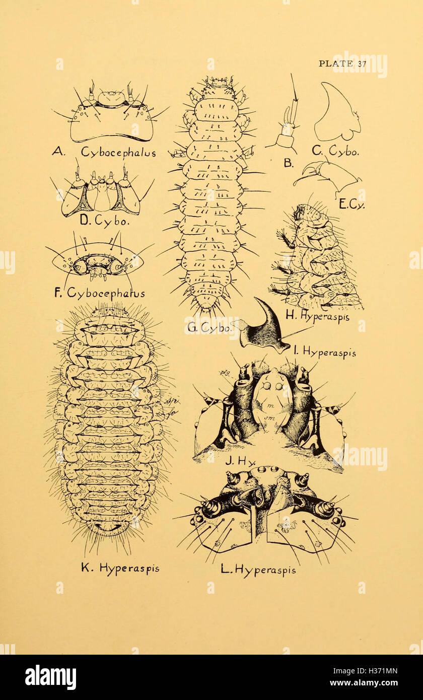 This work provides a detailed visual guide to the larval forms of ...