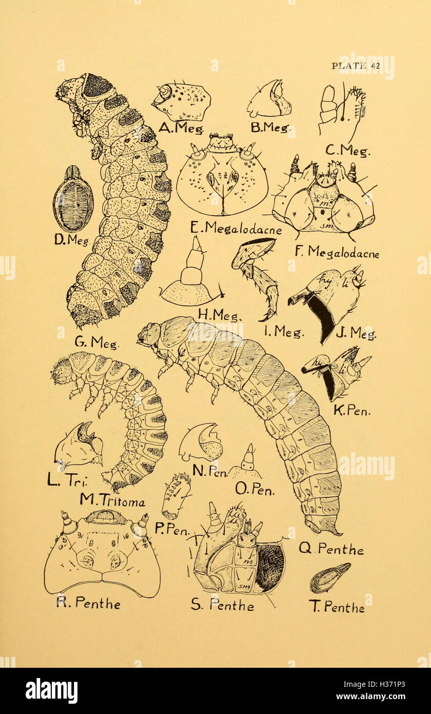 Larval Forms High Resolution Stock Photography and Images - Alamy