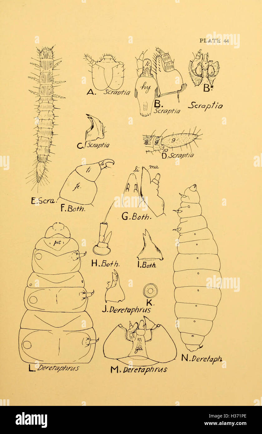 Larval Forms High Resolution Stock Photography and Images - Alamy
