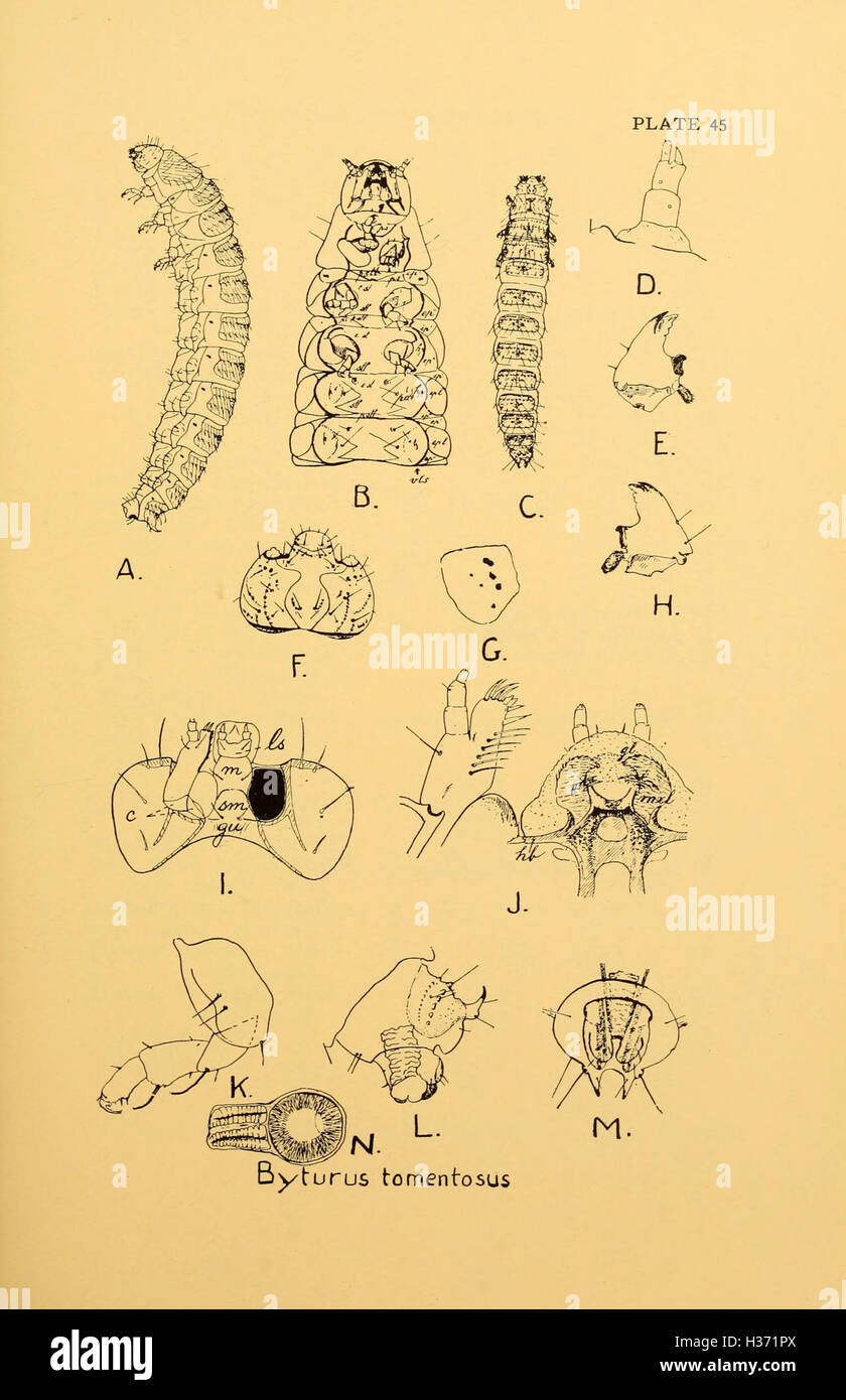 This page illustrates and describes the primary larval forms of ...