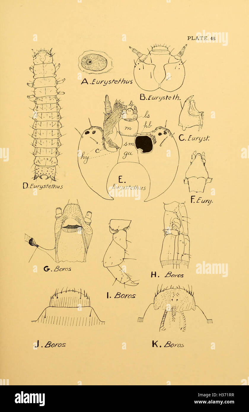 This illustrated guide outlines the key larval stages of Coleoptera ...