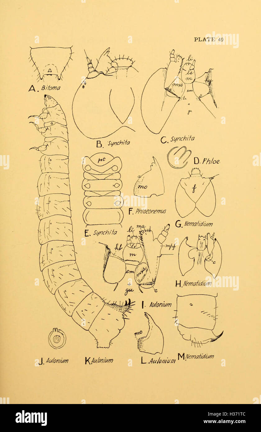 This illustrated work provides an overview of the larval stages of ...