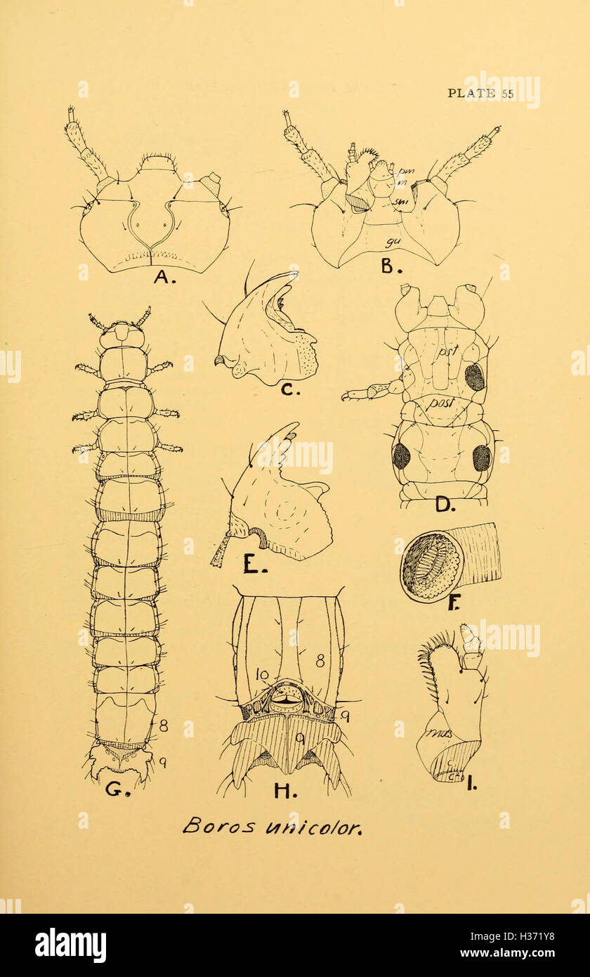 This work provides a detailed illustration and description of the ...
