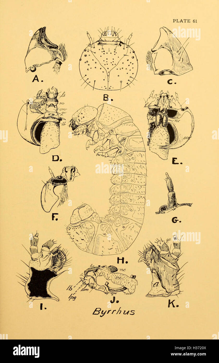 This illustrated work provides a detailed overview of the larval stages ...