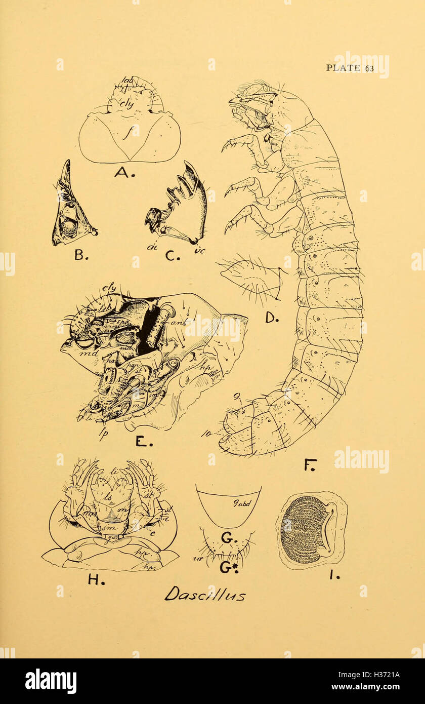 A detailed overview of the larval forms of beetles in the order ...