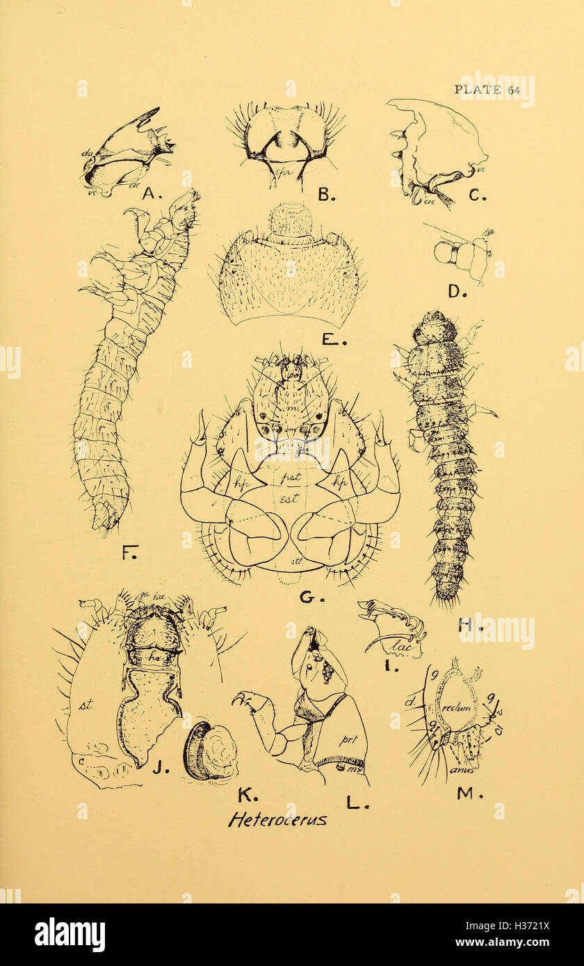 This illustrated synopsis explores the principal larval forms of ...