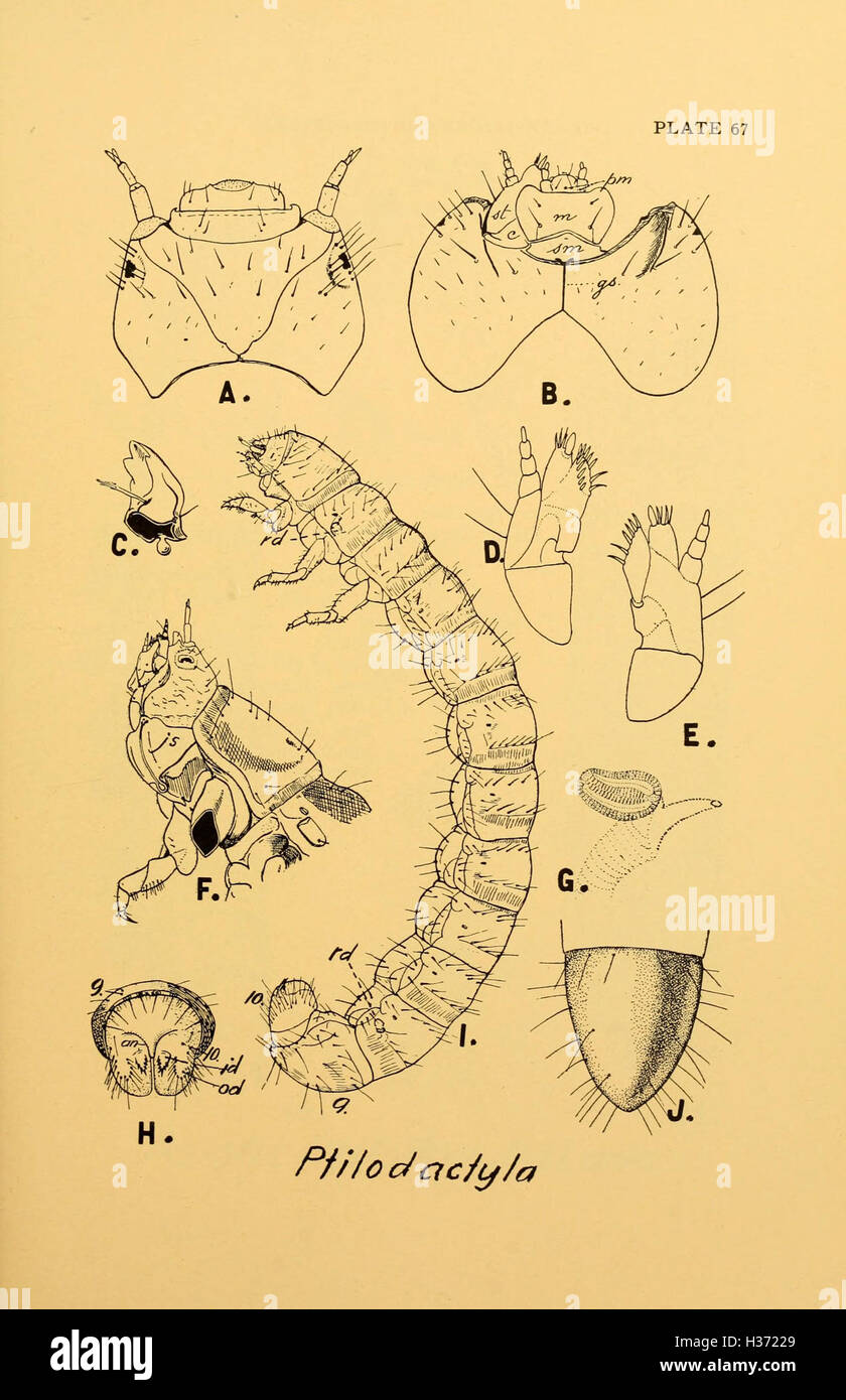 This work provides an illustrated guide to the key larval forms of ...