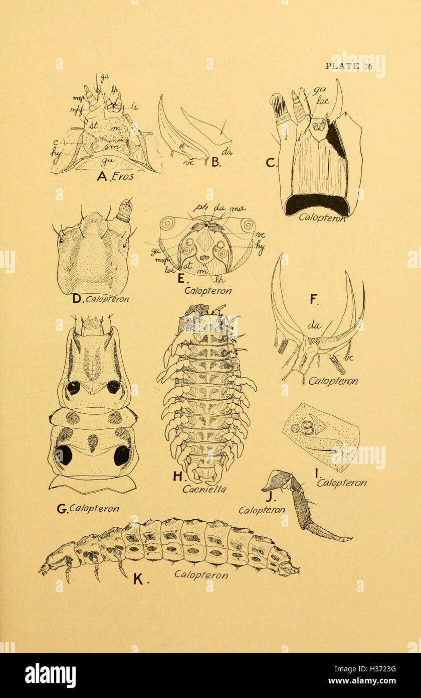 This illustrated guide provides a detailed overview of the larval ...