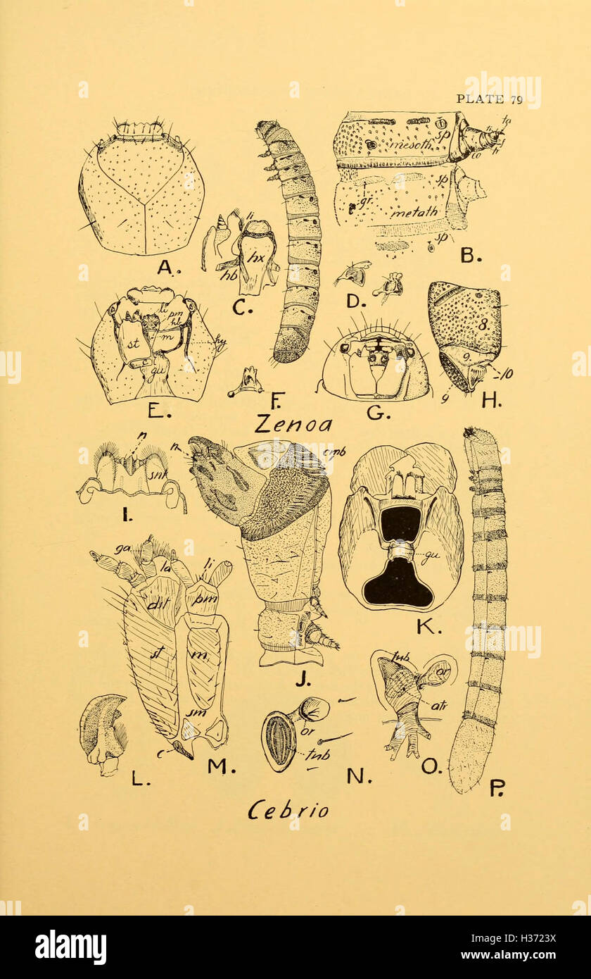 Illustrations of larval forms hi-res stock photography and images - Alamy