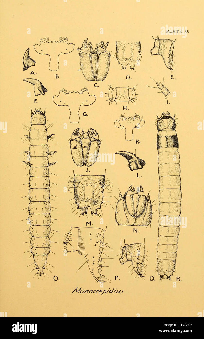 This page presents an illustrated guide to the larval forms of ...