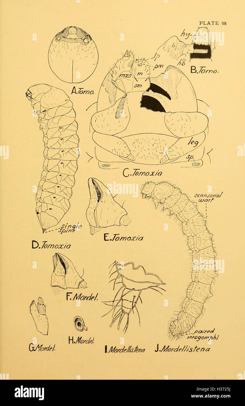 This page presents an illustrated guide to the primary larval forms of ...