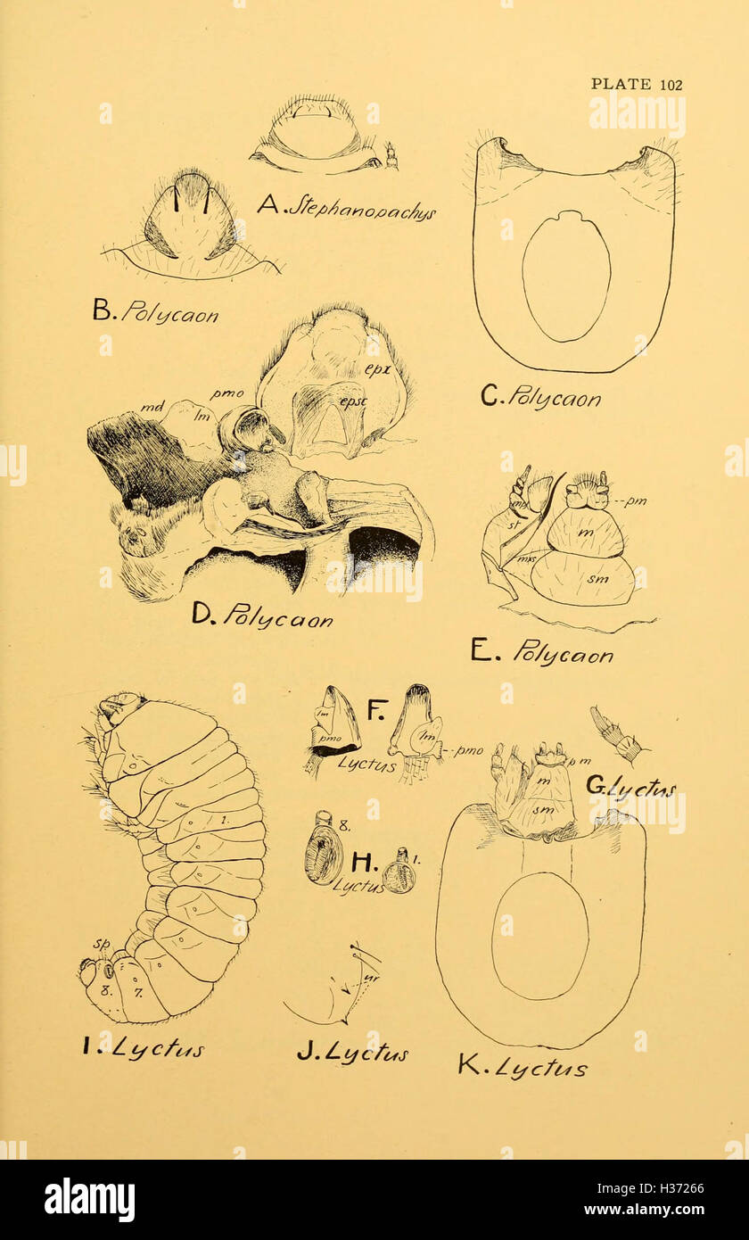 This book presents an illustrated guide to the principal larval forms ...