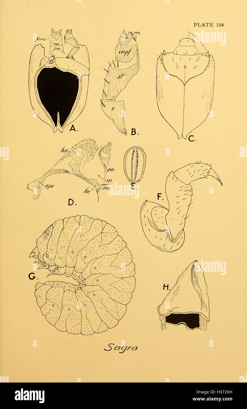 Various larval forms hi-res stock photography and images - Alamy