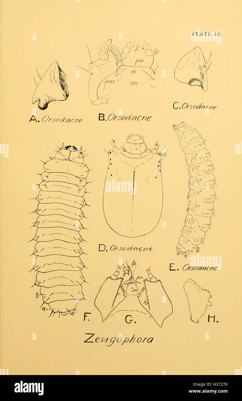 This illustrated work presents the primary larval forms of Coleoptera ...