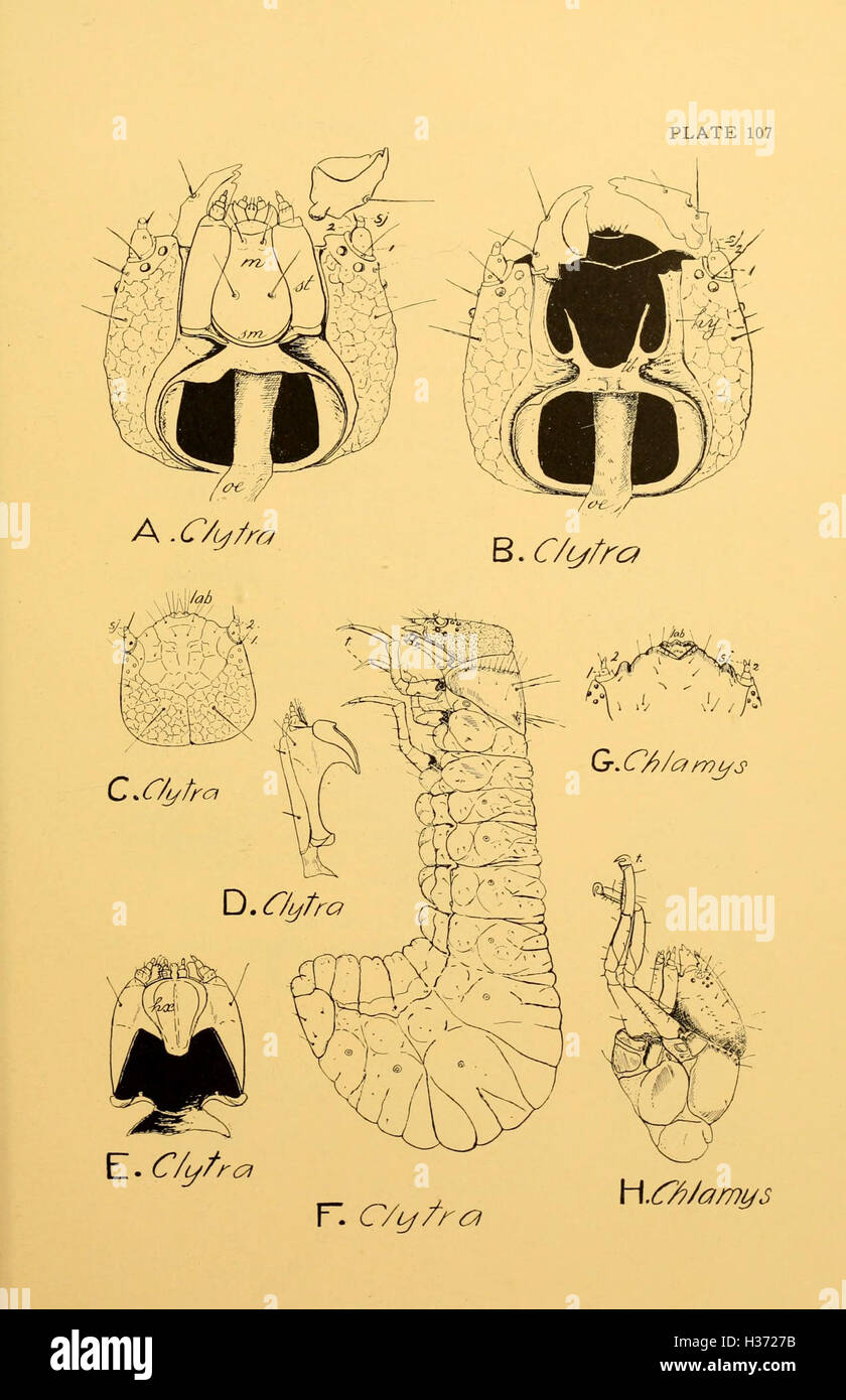 This illustrated guide details the larval forms of Coleoptera ...