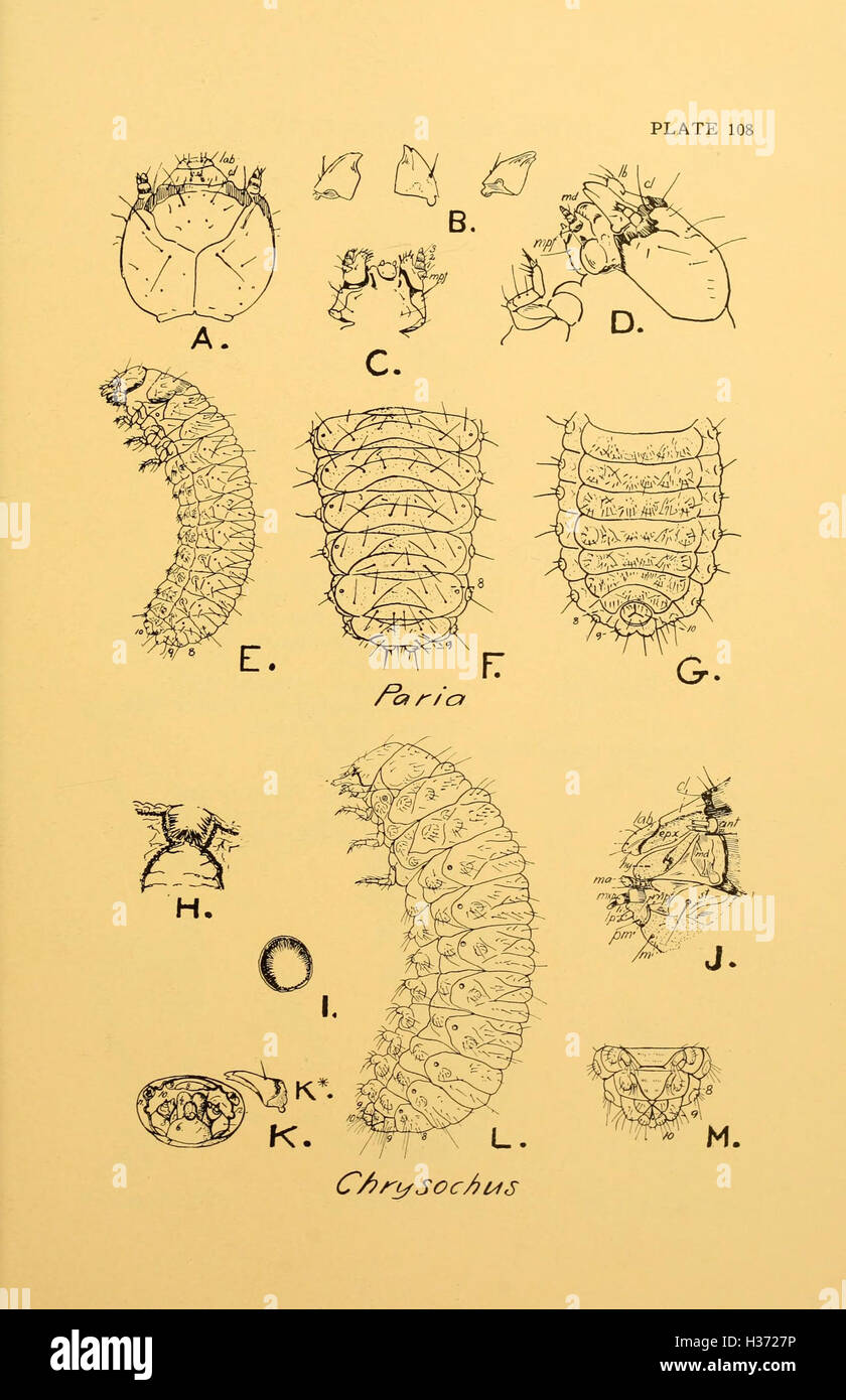 Larval forms within hi-res stock photography and images - Alamy