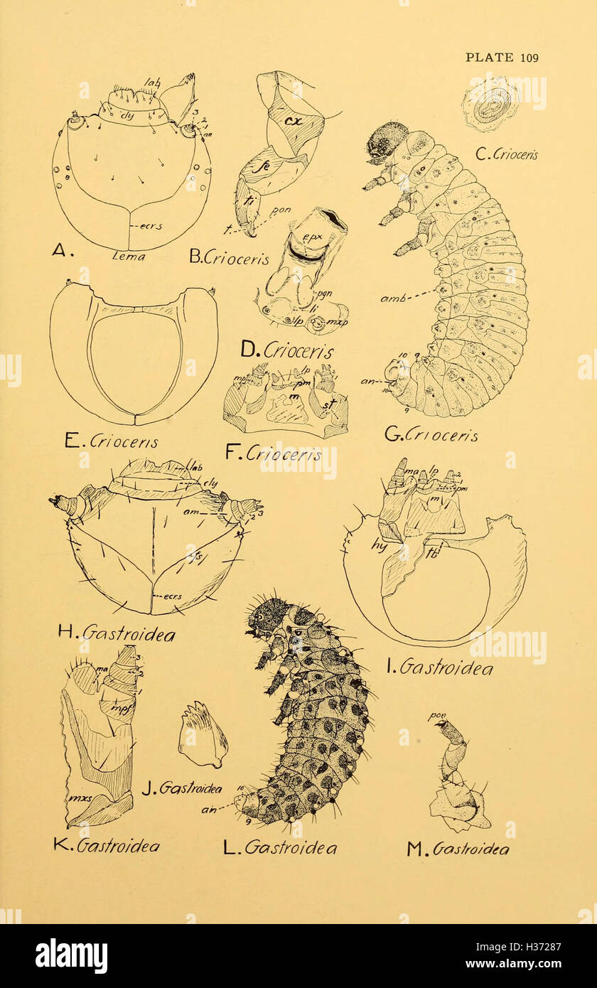 Larval forms hi-res stock photography and images - Alamy