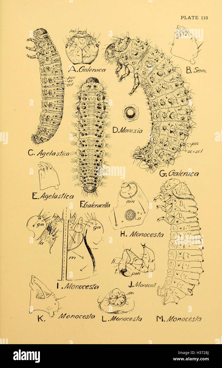 An illustrated synopsis of the principal larval forms of the order ...