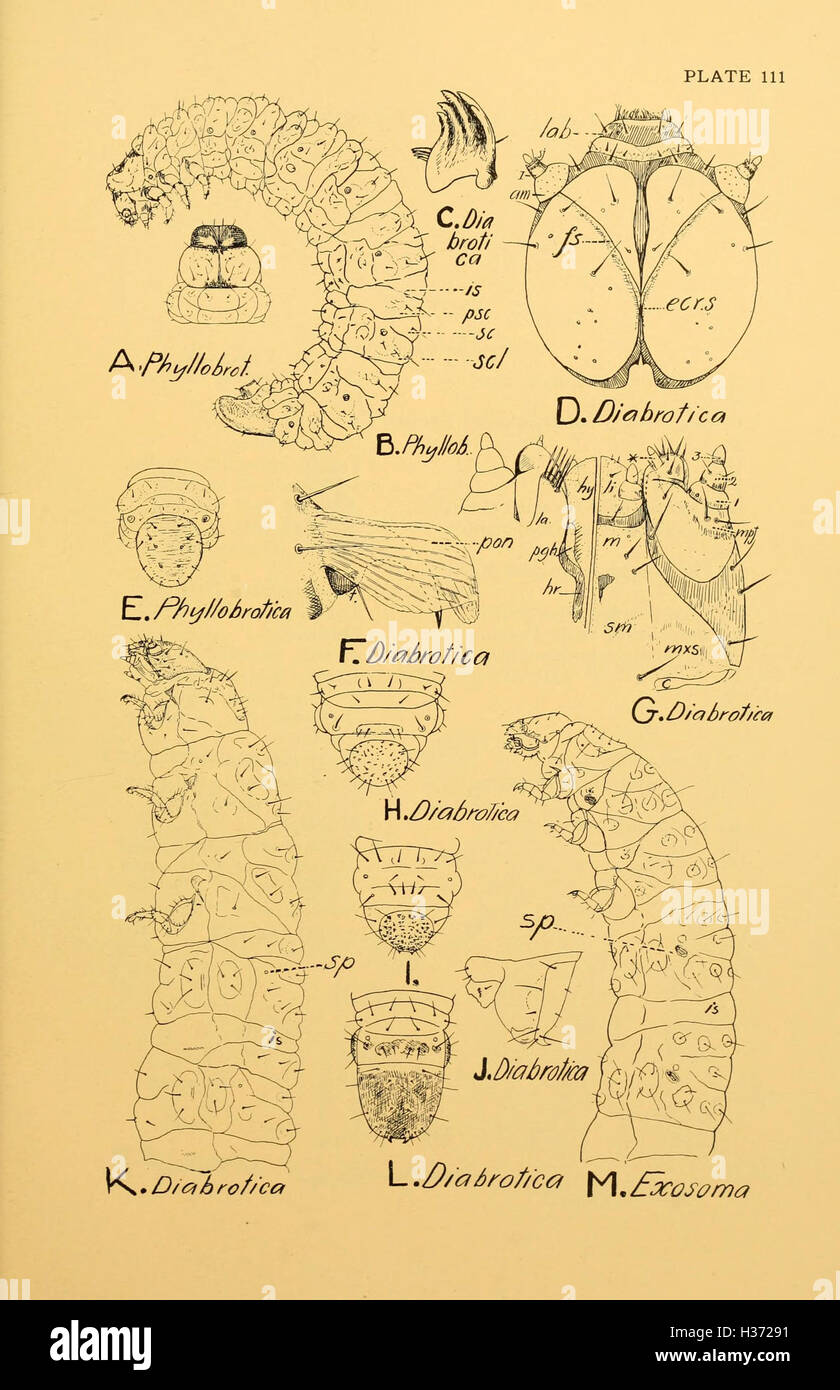 An illustrated guide to the larval stages of beetles, providing ...