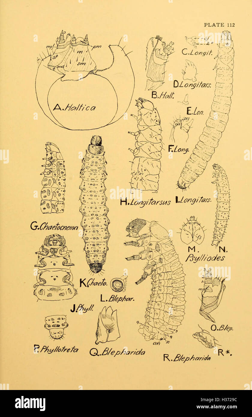 Various insect larval forms hi-res stock photography and images - Alamy
